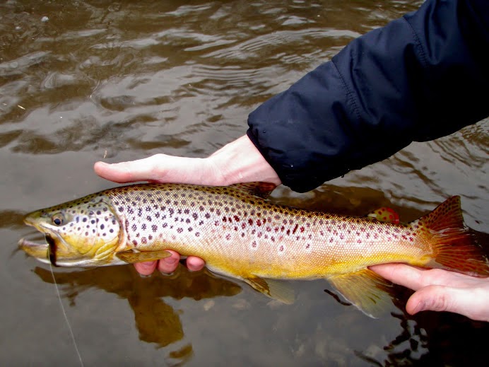 Adios a la Trucha Común Autoctona